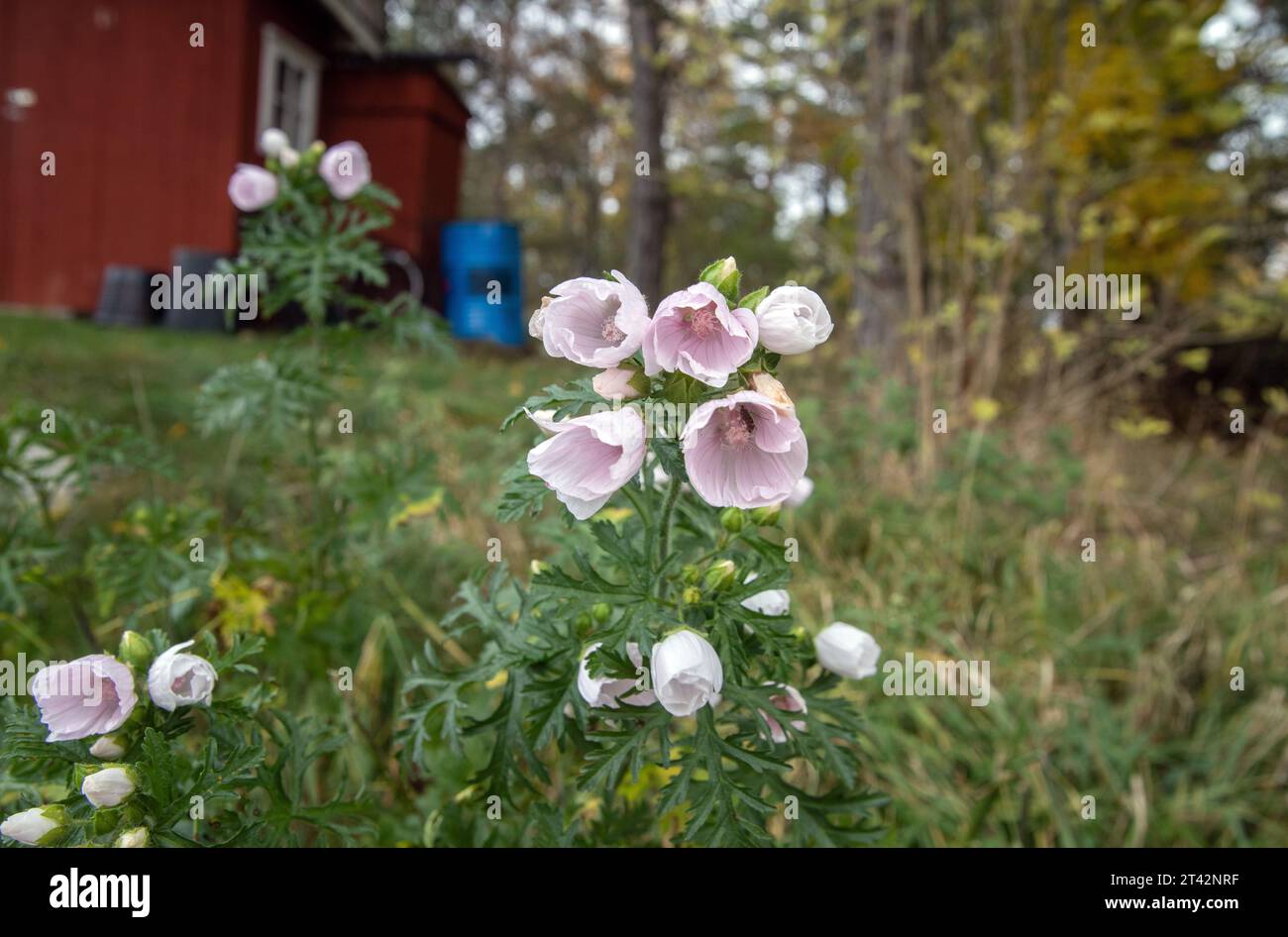White mallow in flower in autumn, oktober Stock Photo - Alamy