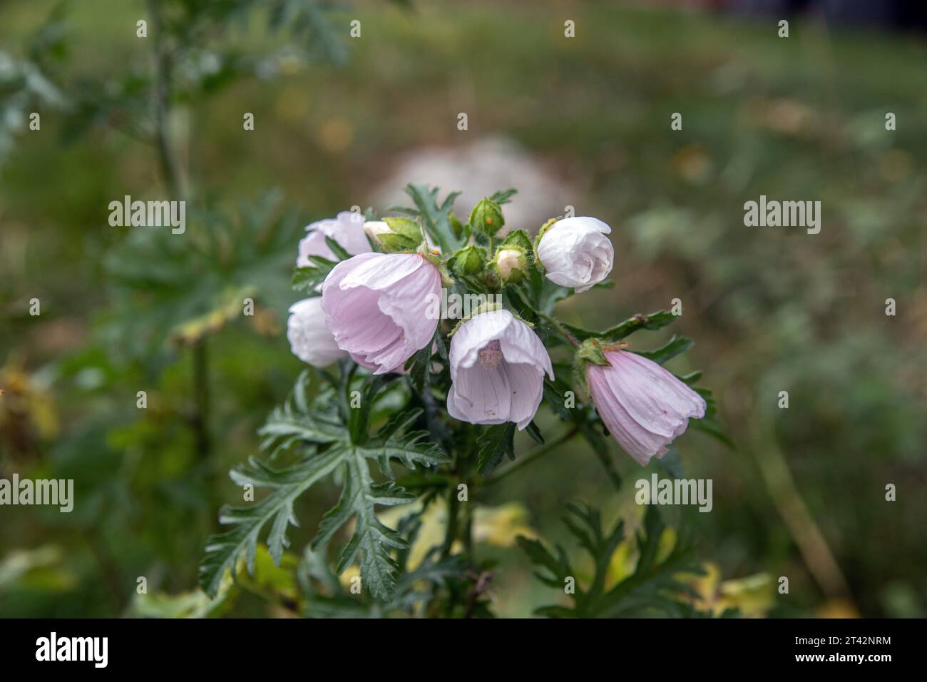White mallow in flower in autumn, oktober Stock Photo - Alamy