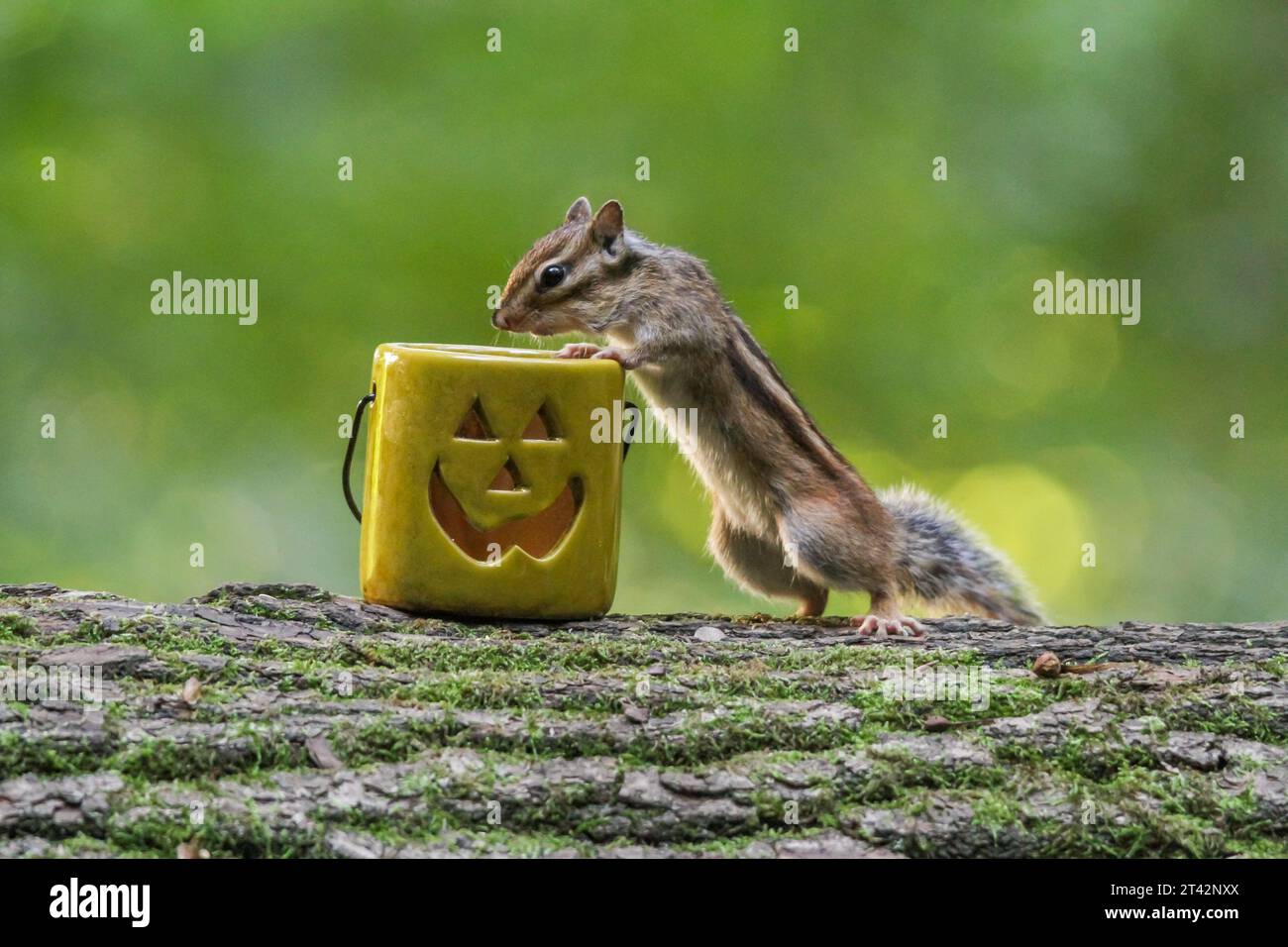 An adorable chipmunk on a tree stump next to a festive pumpkin-shaped ...