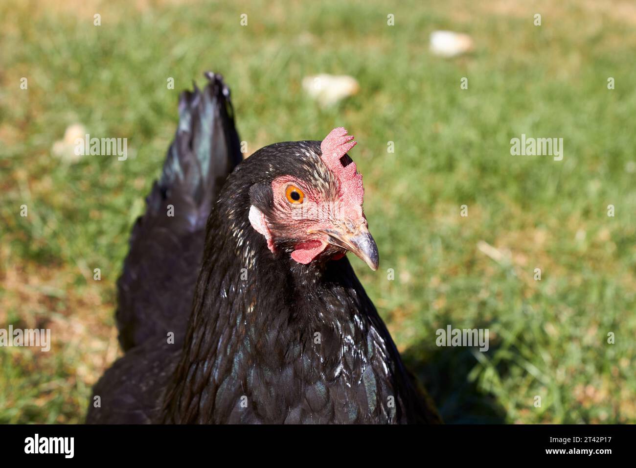 old black chicken on farm on grass Stock Photo - Alamy