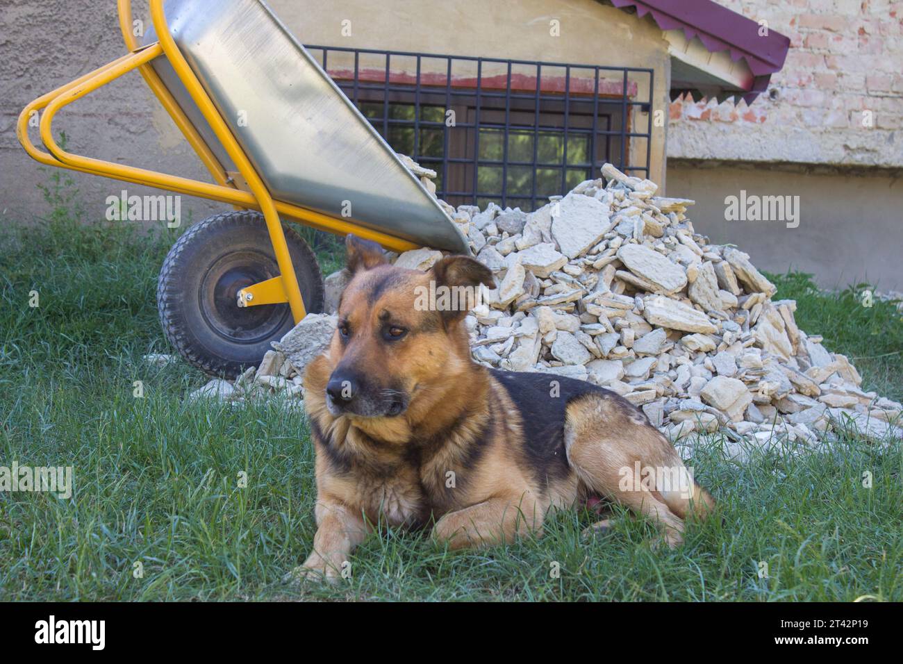A wheelbarrow with a bunch of stones sits a dog a German shepherd Stock ...