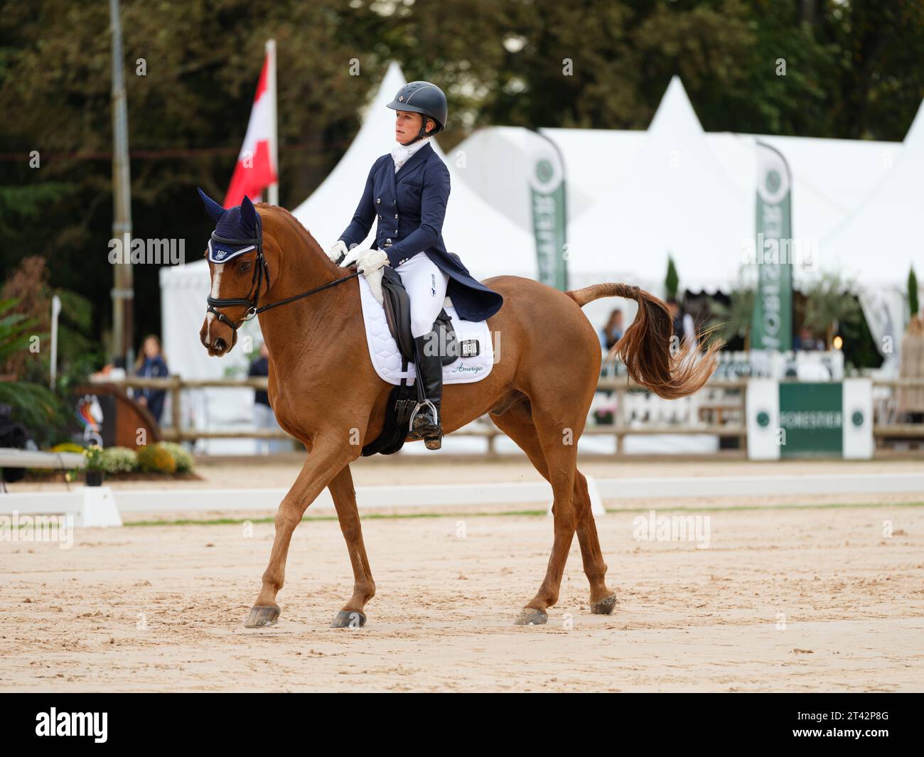 Horse morswood hi-res stock photography and images - Alamy