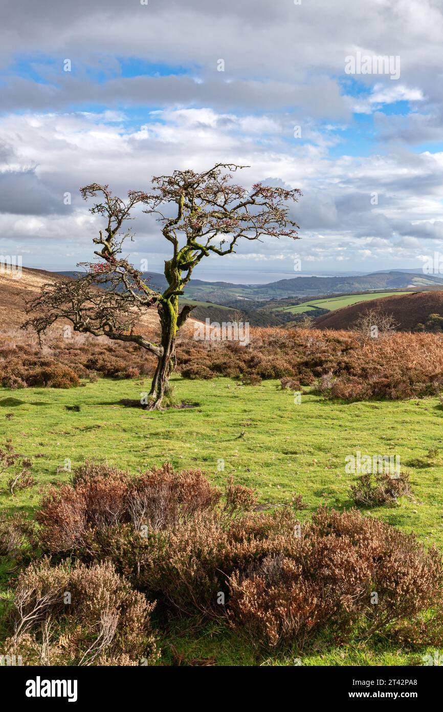 Hawthorn tree on Exmoor with autumn colours and distant views Stock ...