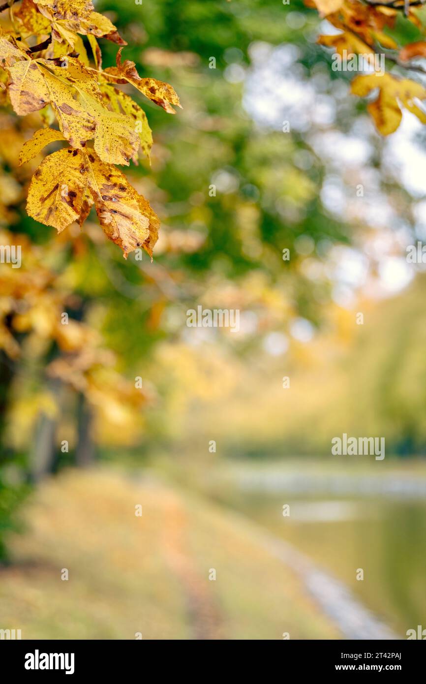 An autumnal landscape featuring a tranquil path winding alongside a ...
