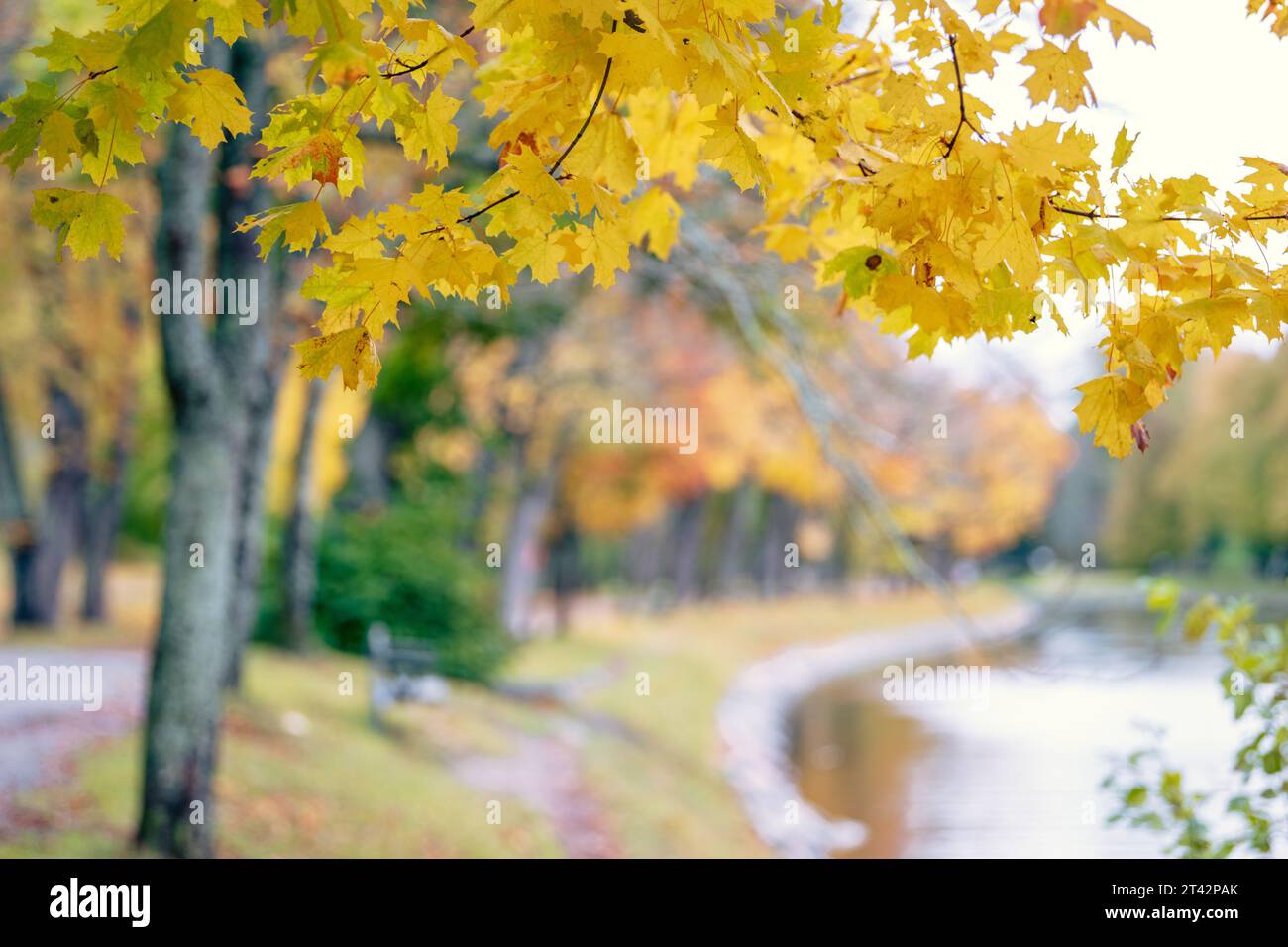This image features a lush green foliage landscape with no foreground ...