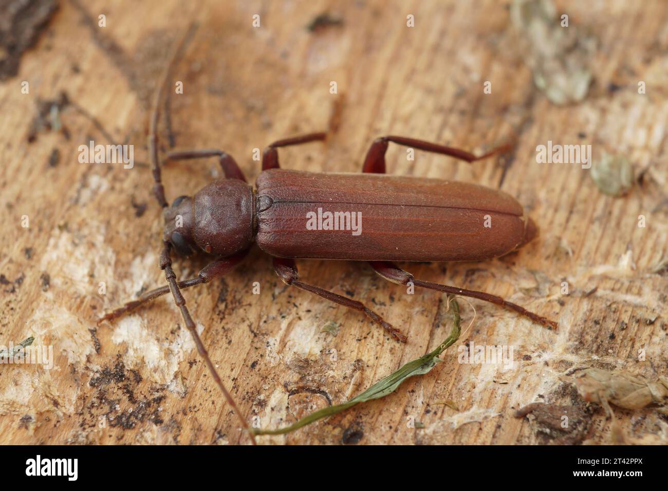 Natural closeup on the brown long-horned beetle, Arhopalus rusticus, a pest borer beetle for ...