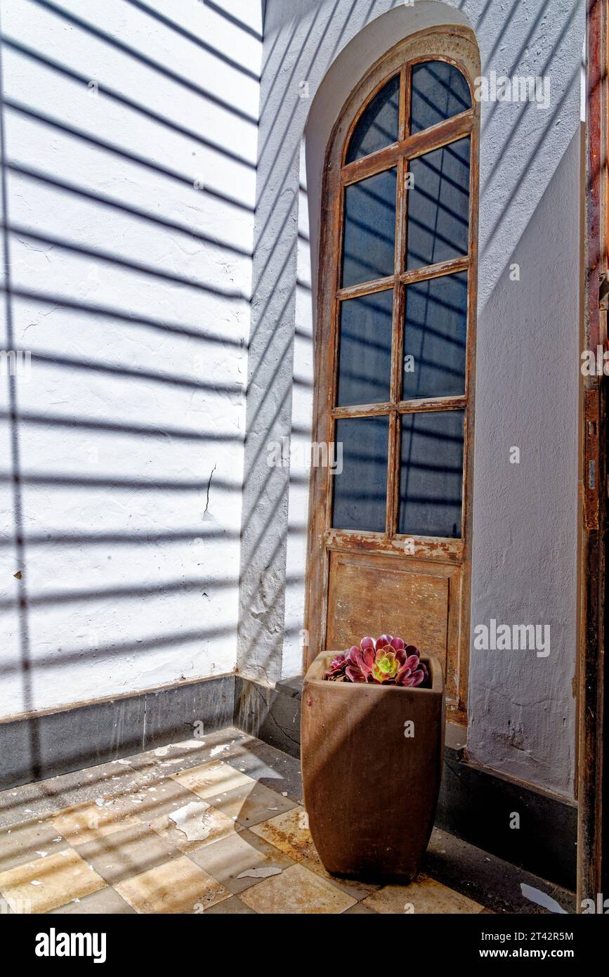 Aeonium tree pot in a interior garden - Common name Purple Rose Tree ...