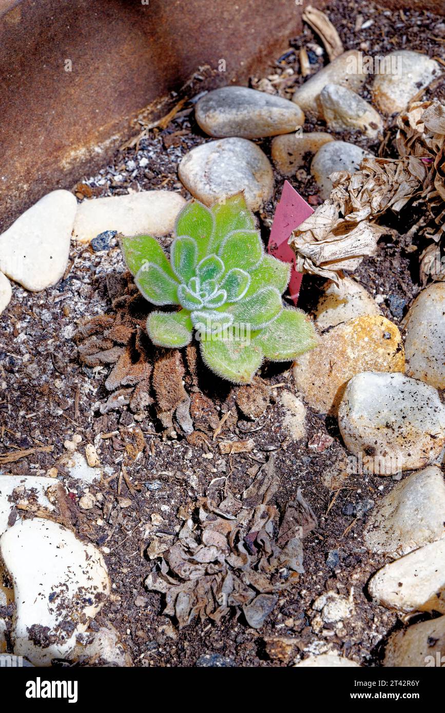 Aeonium - Common name Purple Rose Tree Latin name Aeonium Arboreum ...