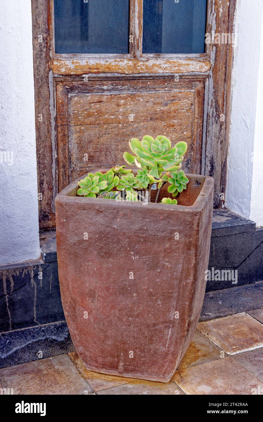 Aeonium tree pot - Common name Purple Rose Tree Latin name Aeonium ...