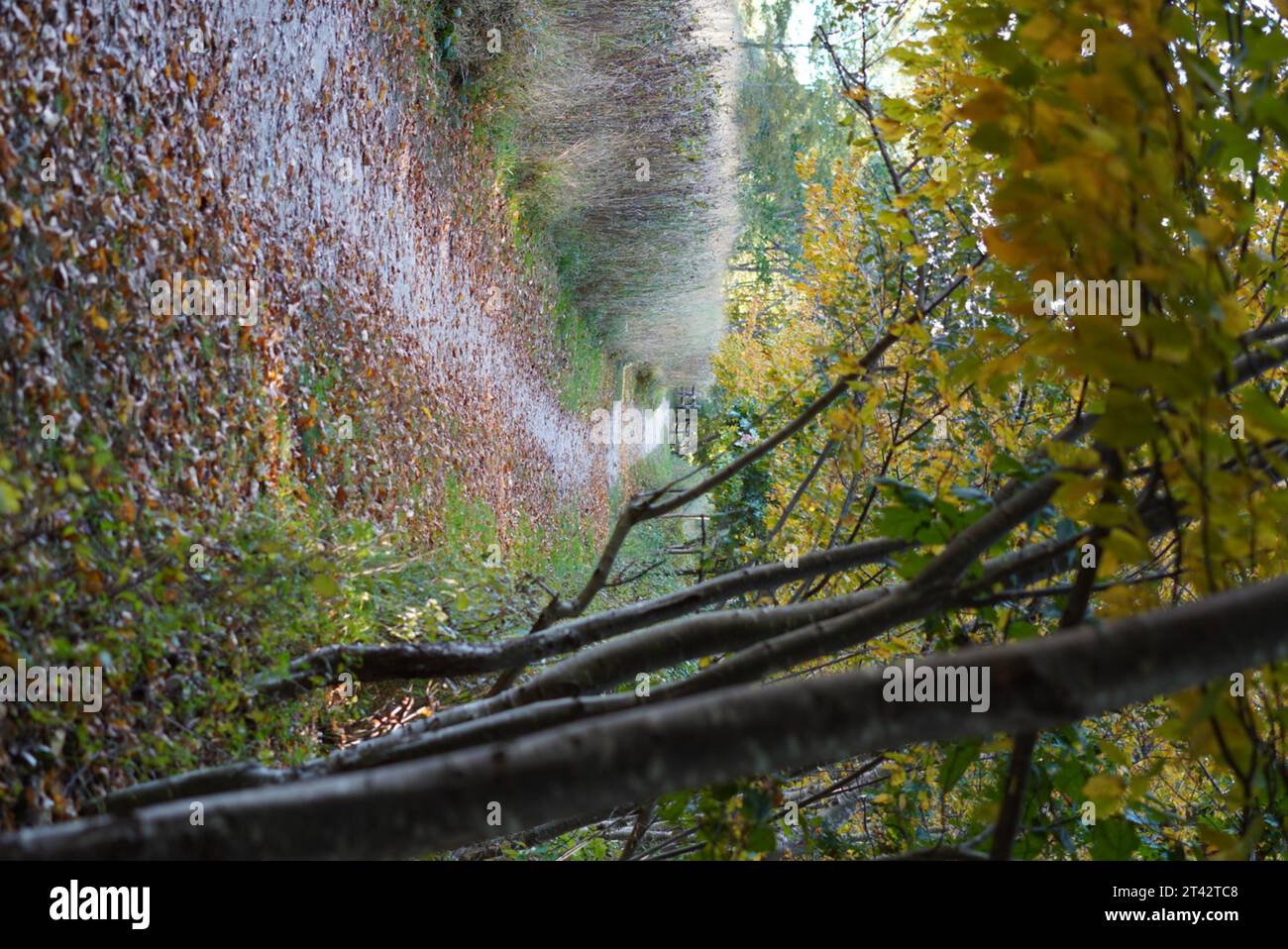 A scenic wooded path featuring an archway of fallen tree branches ...