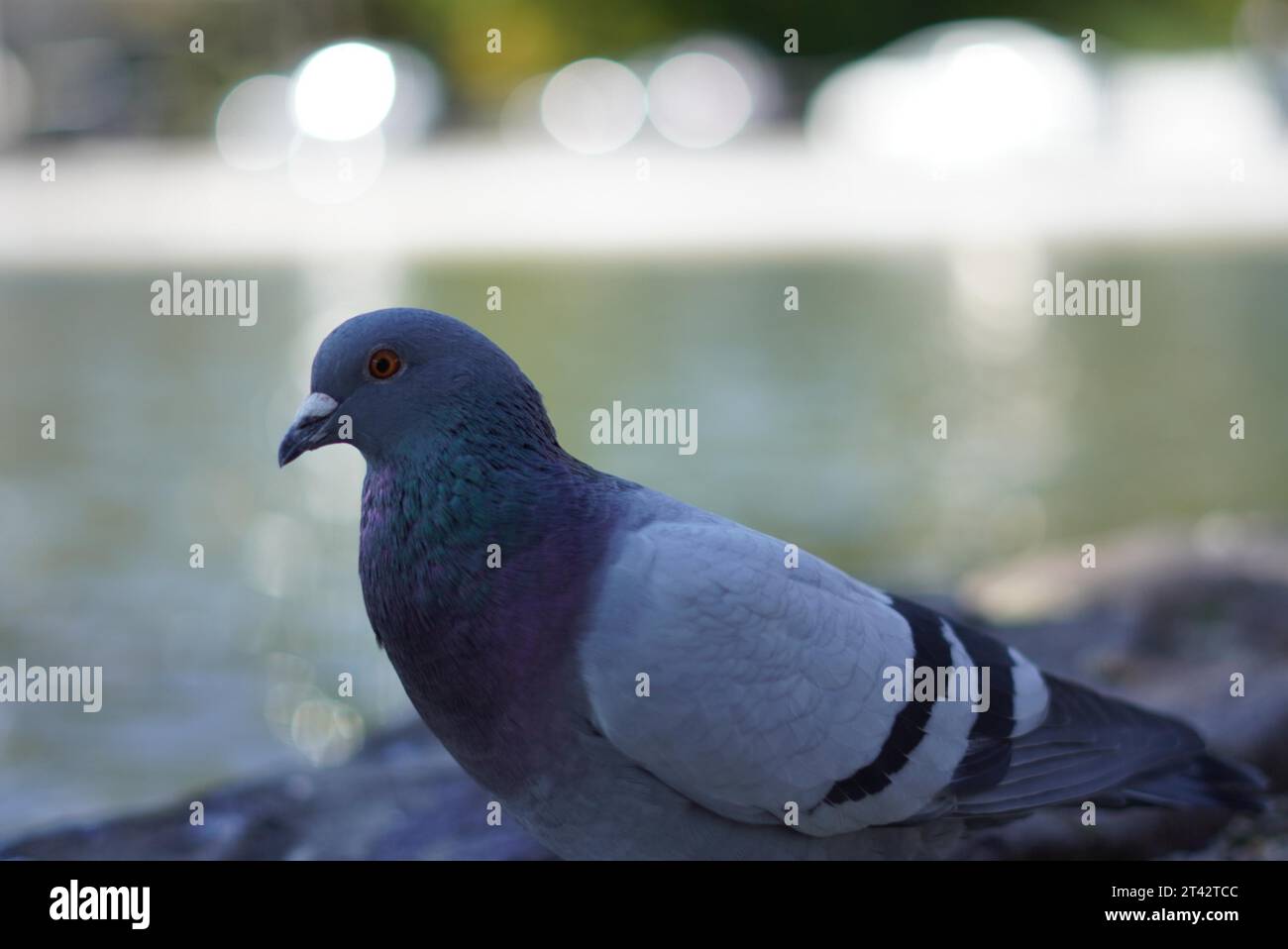 A white and gray pigeon perched atop a sun-drenched rock formation ...