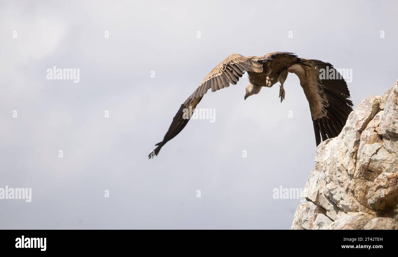 Griffon vulture flies from the top of a rock spreading its wings ...