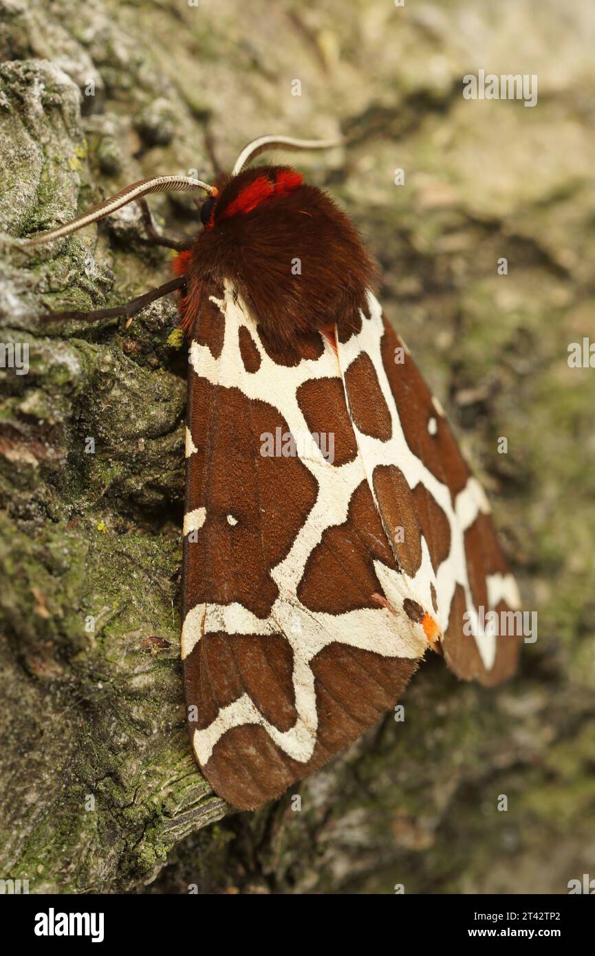 Natural vertical closeup on the colorful Garden tiger moth, Arctia caja ...