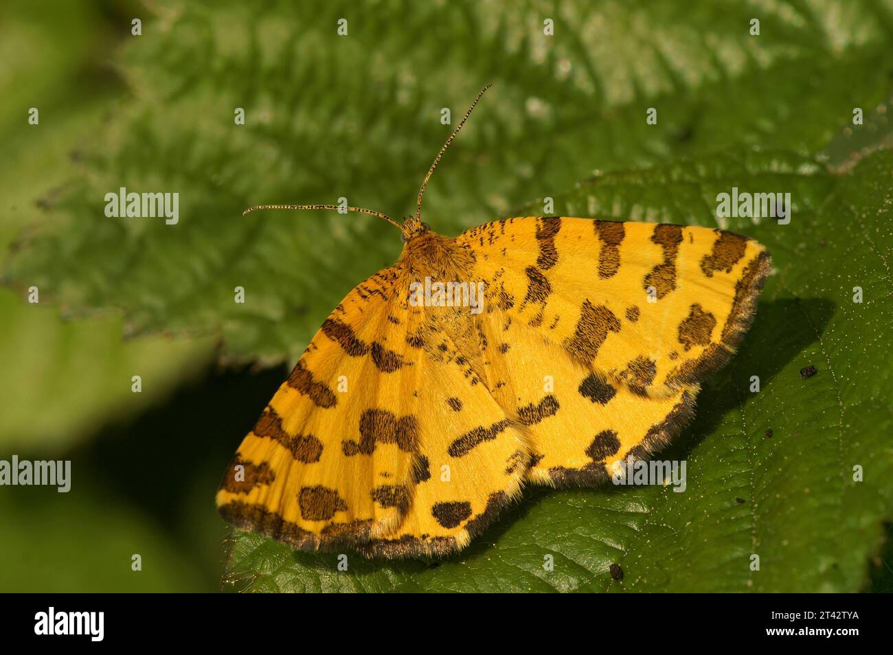 Panther moth hi-res stock photography and images - Alamy