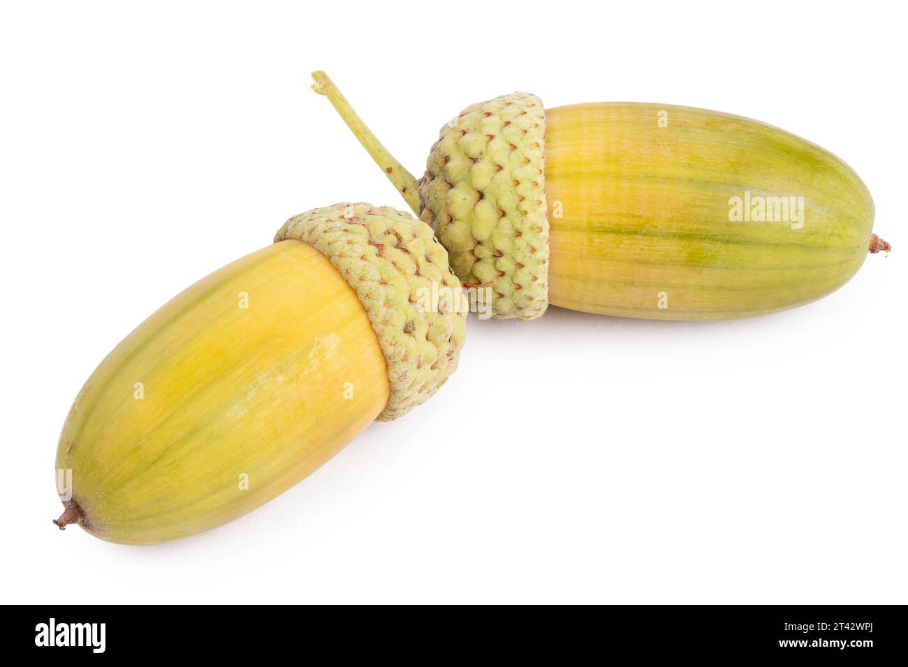 Beautiful acorns on white background. Oak nuts. File contains clipping path. Full depth of field ...