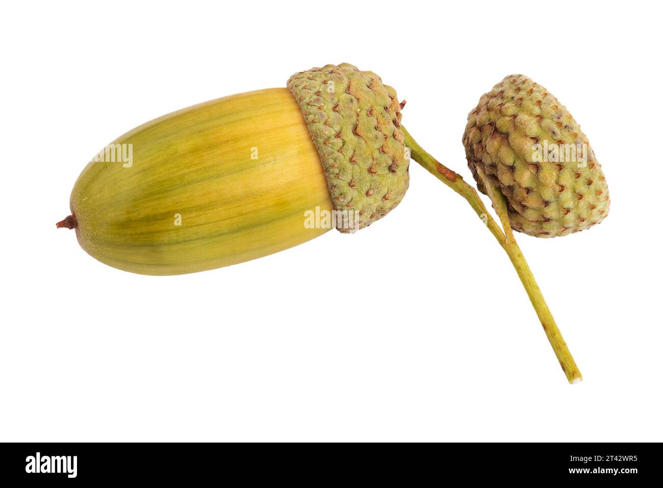 Beautiful acorns on white background. Oak nuts. File contains clipping path. Full depth of field ...