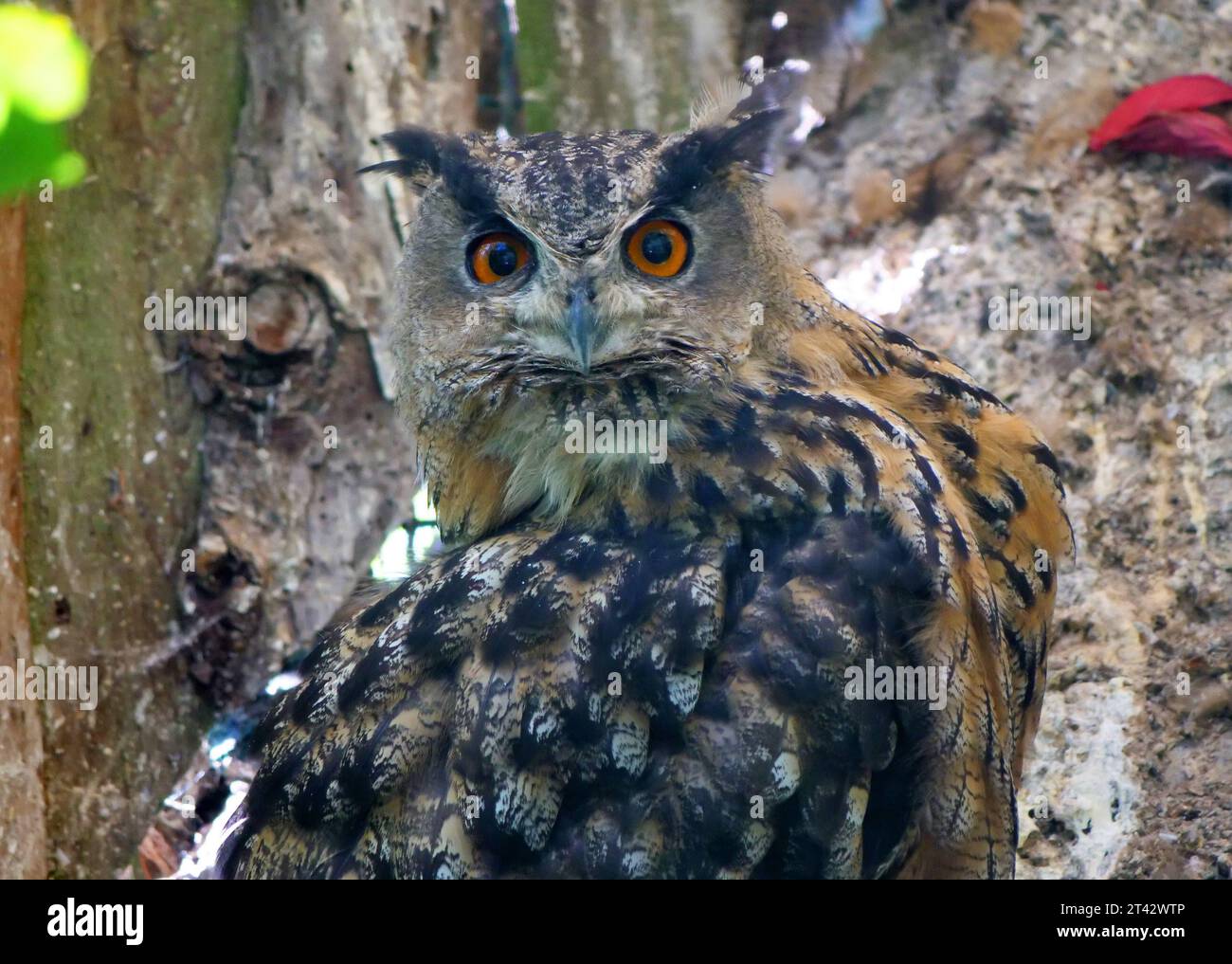 Vogelwelt-Uhu in verschiedenen Aktionen. Vogelwelt-Uhu Greifvogel ...
