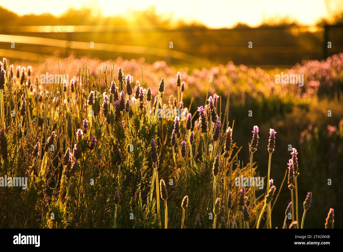 A beautiful landscape of a vibrant field of purple flowers shining in the sunlight Stock Photo ...