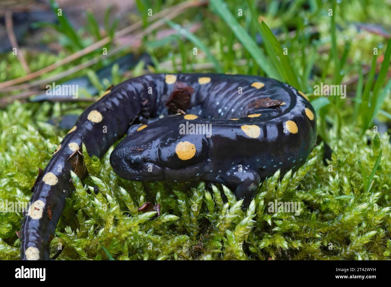 Closeup on an adult male North-American Spotted mole salamander ...