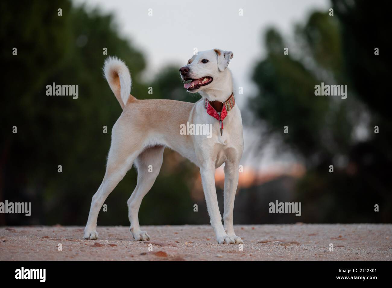 Full body dog hi-res stock photography and images - Alamy