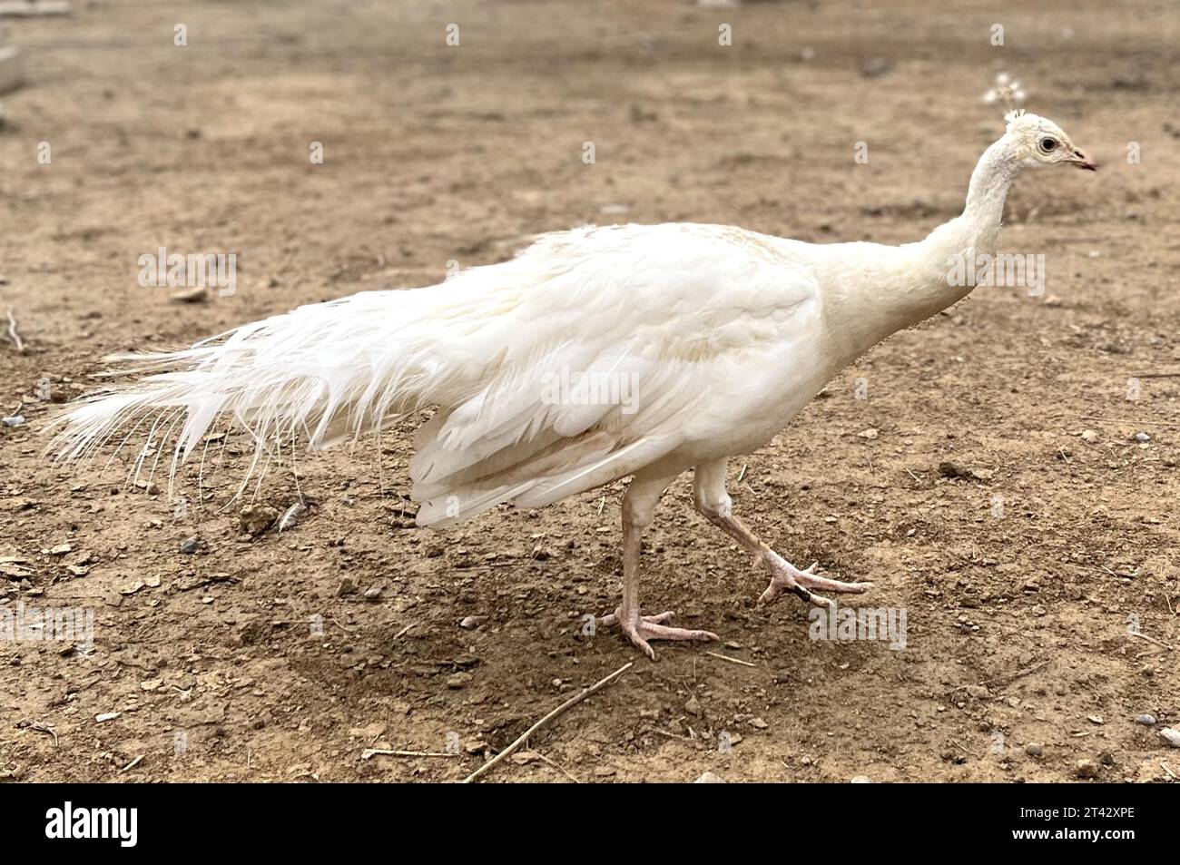 A lone white bird is walking through a dirt patch, its tail spread out ...