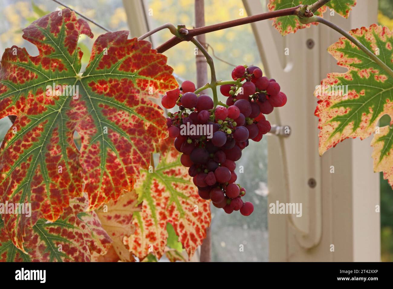 Chasselas rose royal hi-res stock photography and images - Alamy