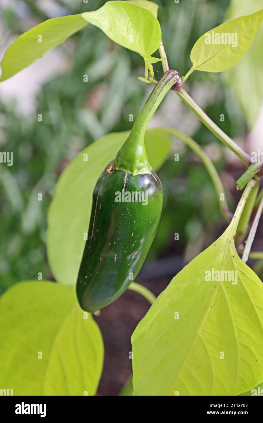 Chilli jalapeno hi-res stock photography and images - Alamy