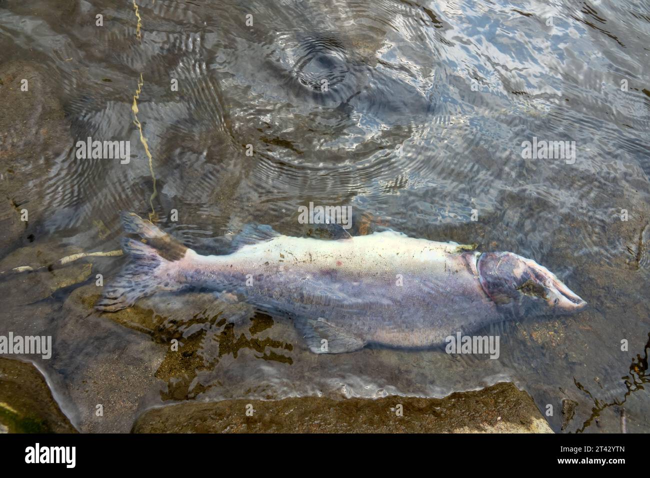 Salmon died after the reproductive function. Carcasses of fish rot ...