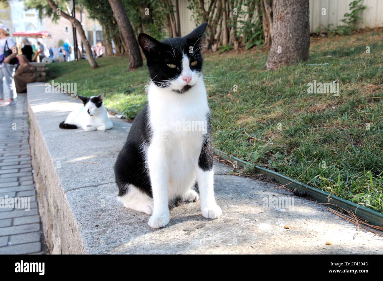Istanbul Turkey sunny day, two relaxed street cats Stock Photo - Alamy