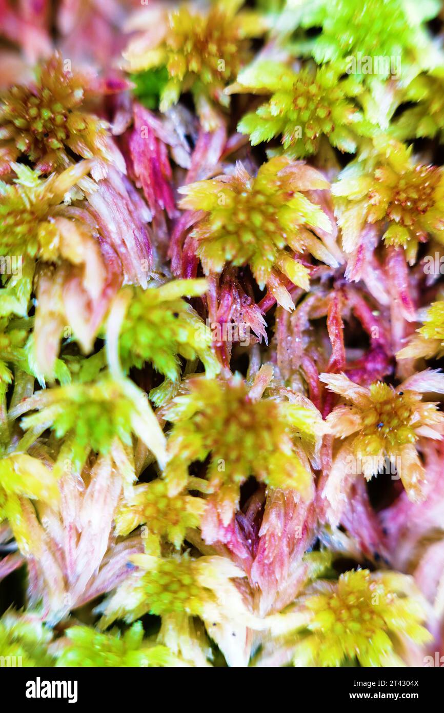 Interesting moss background. Spring time. Young green shoots of true ...