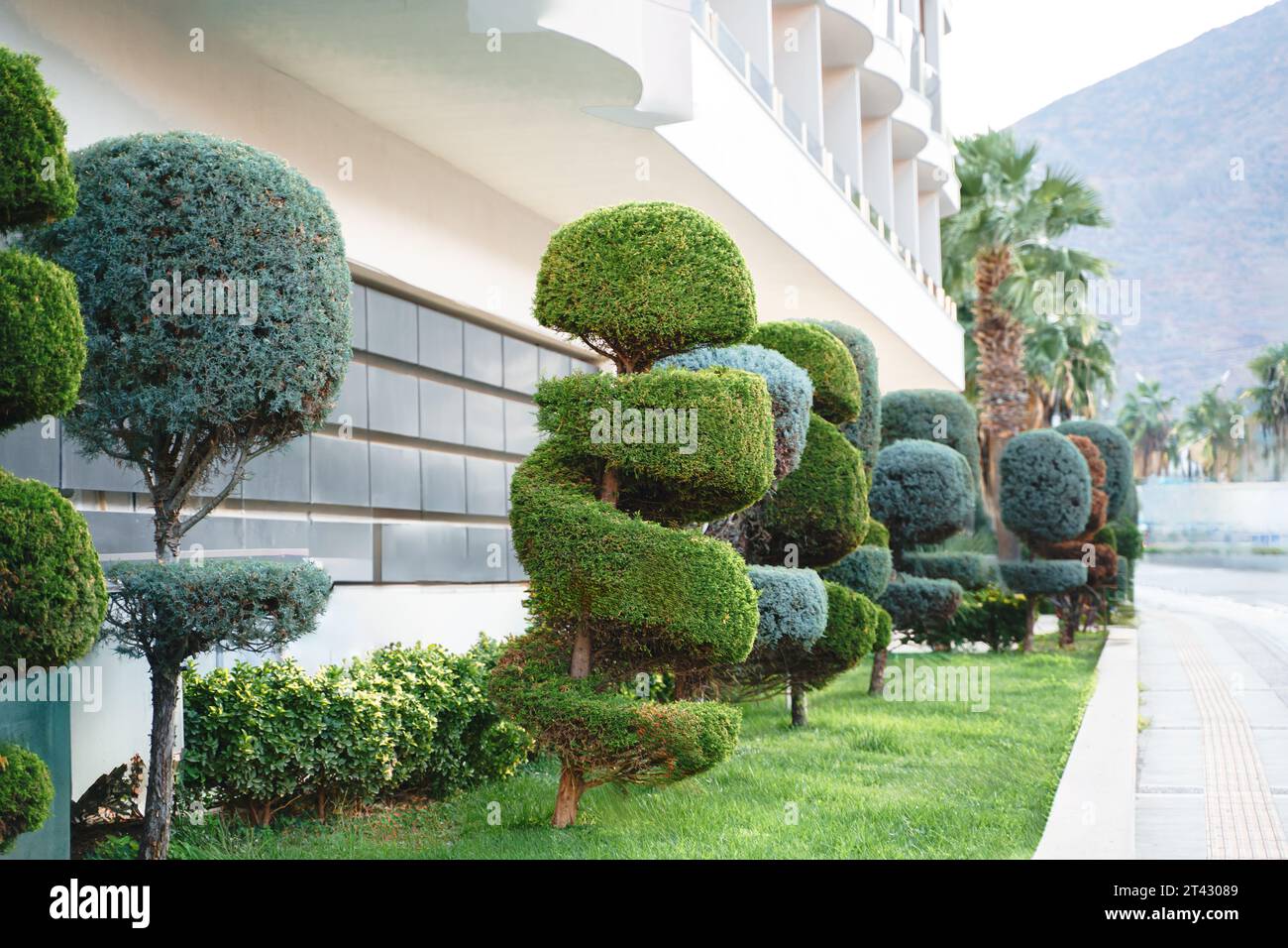 Stylish spiral trimmed, bushes, shrubs, coniferous evergreen trees ...