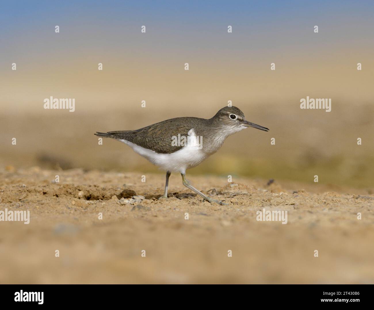 Common Sandpiper - Actitis hypoleucos Stock Photo - Alamy