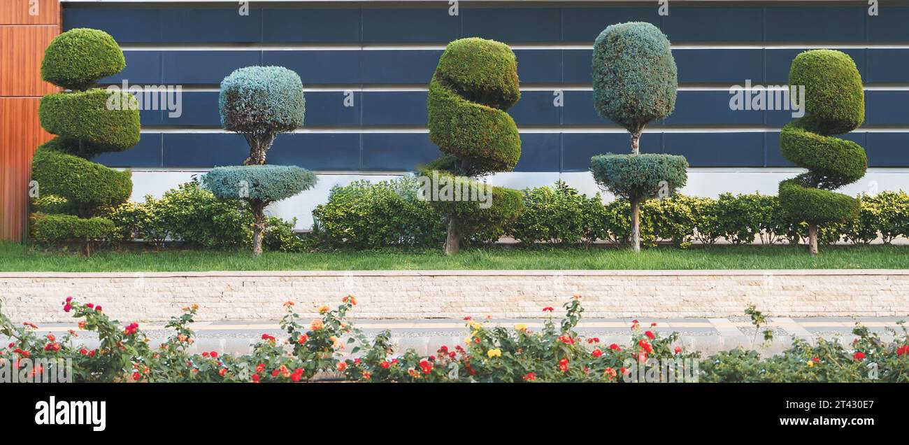 Stylish spiral trimmed, bushes, shrubs, coniferous evergreen trees ...