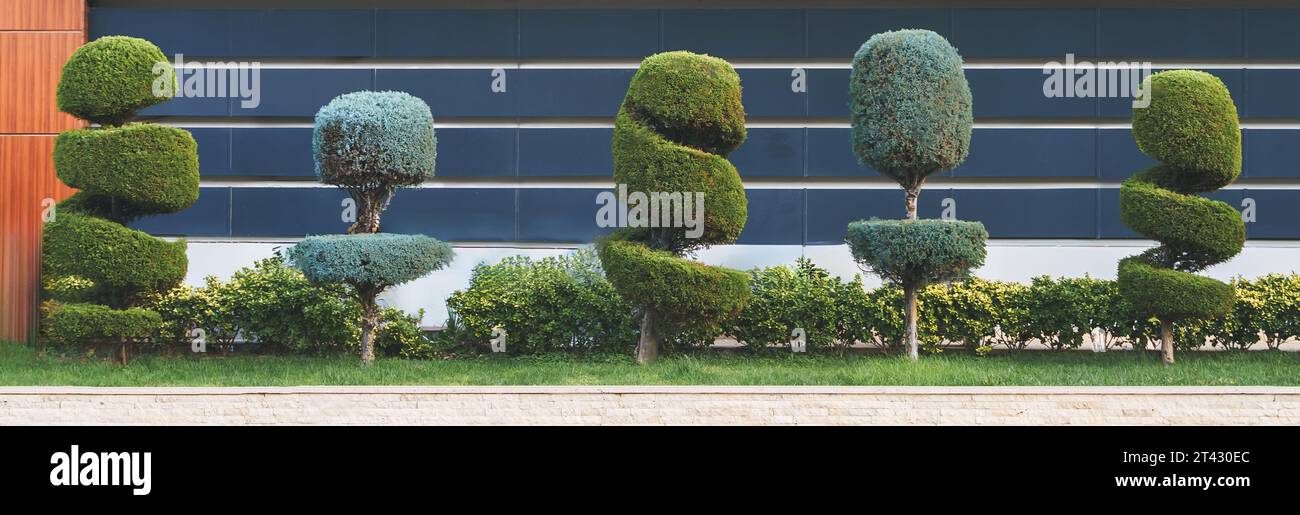 Stylish spiral trimmed, bushes, shrubs, coniferous evergreen trees ...