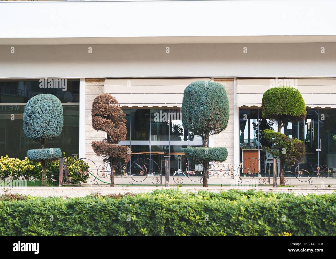 Stylish spiral trimmed, bushes, shrubs, coniferous evergreen trees ...