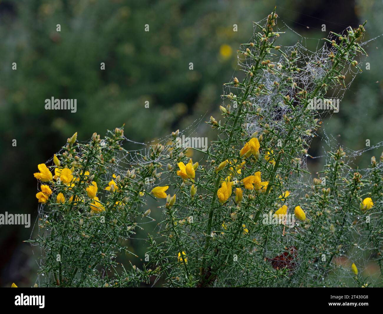 Closeup yellow gorse flowers hi-res stock photography and images - Alamy