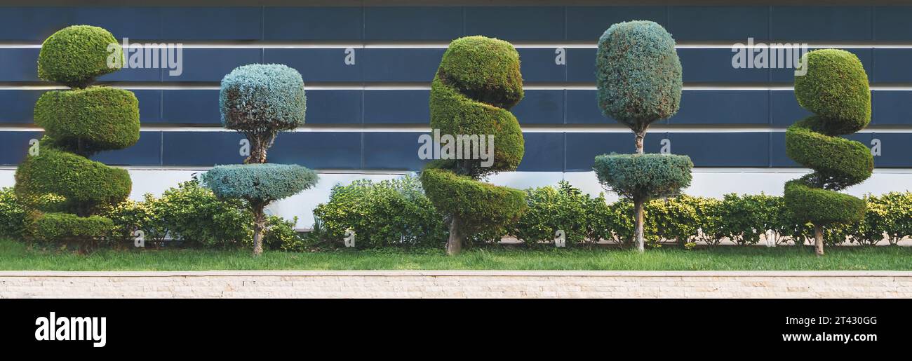 Stylish spiral trimmed, bushes, shrubs, coniferous evergreen trees ...