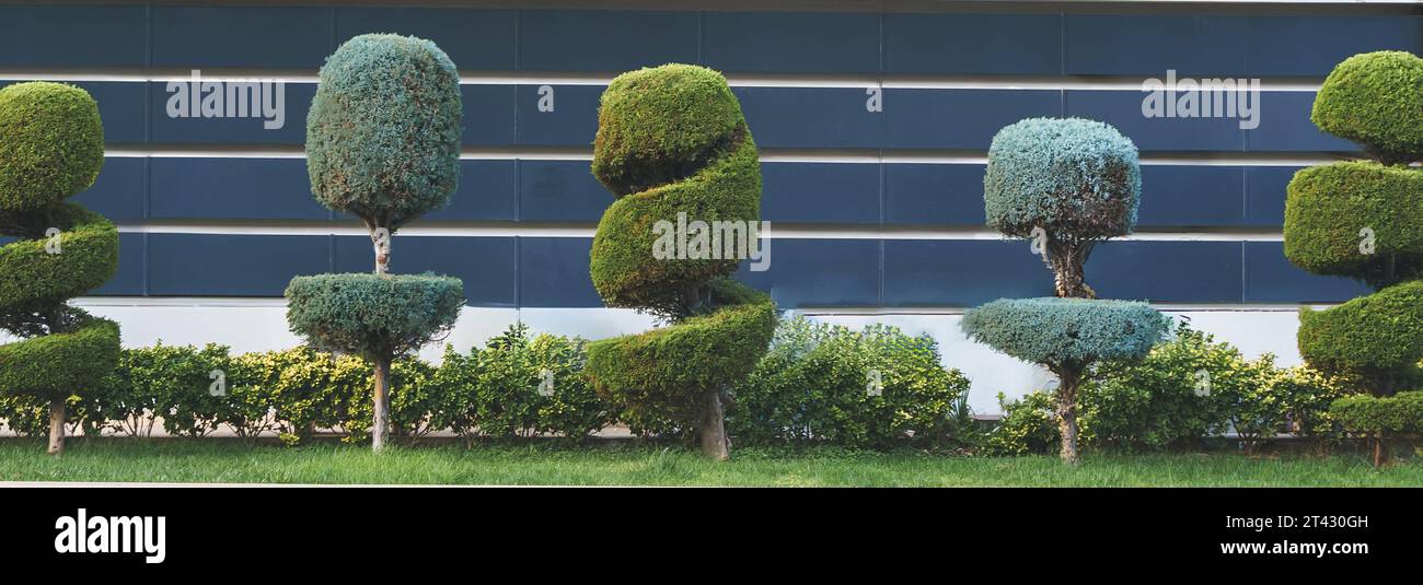 Stylish spiral trimmed, bushes, shrubs, coniferous evergreen trees ...