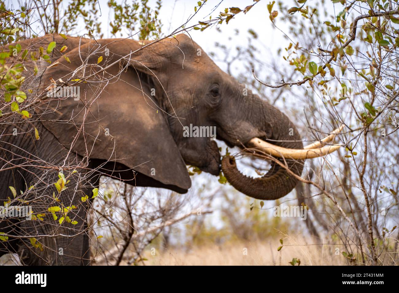 African bush elephant in kruger hi-res stock photography and images - Alamy