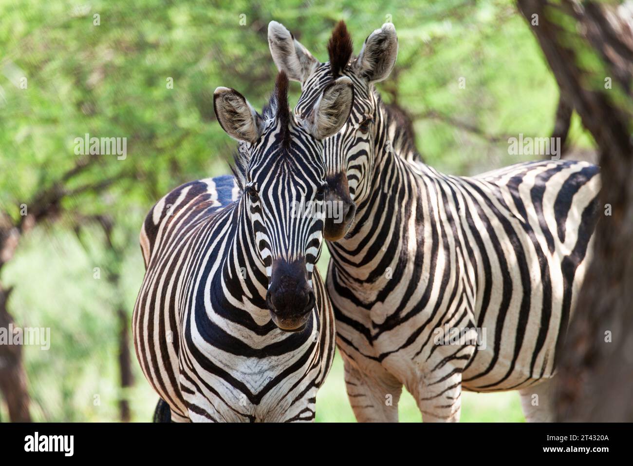 two zebra standing together in the grass in the african bush with ...