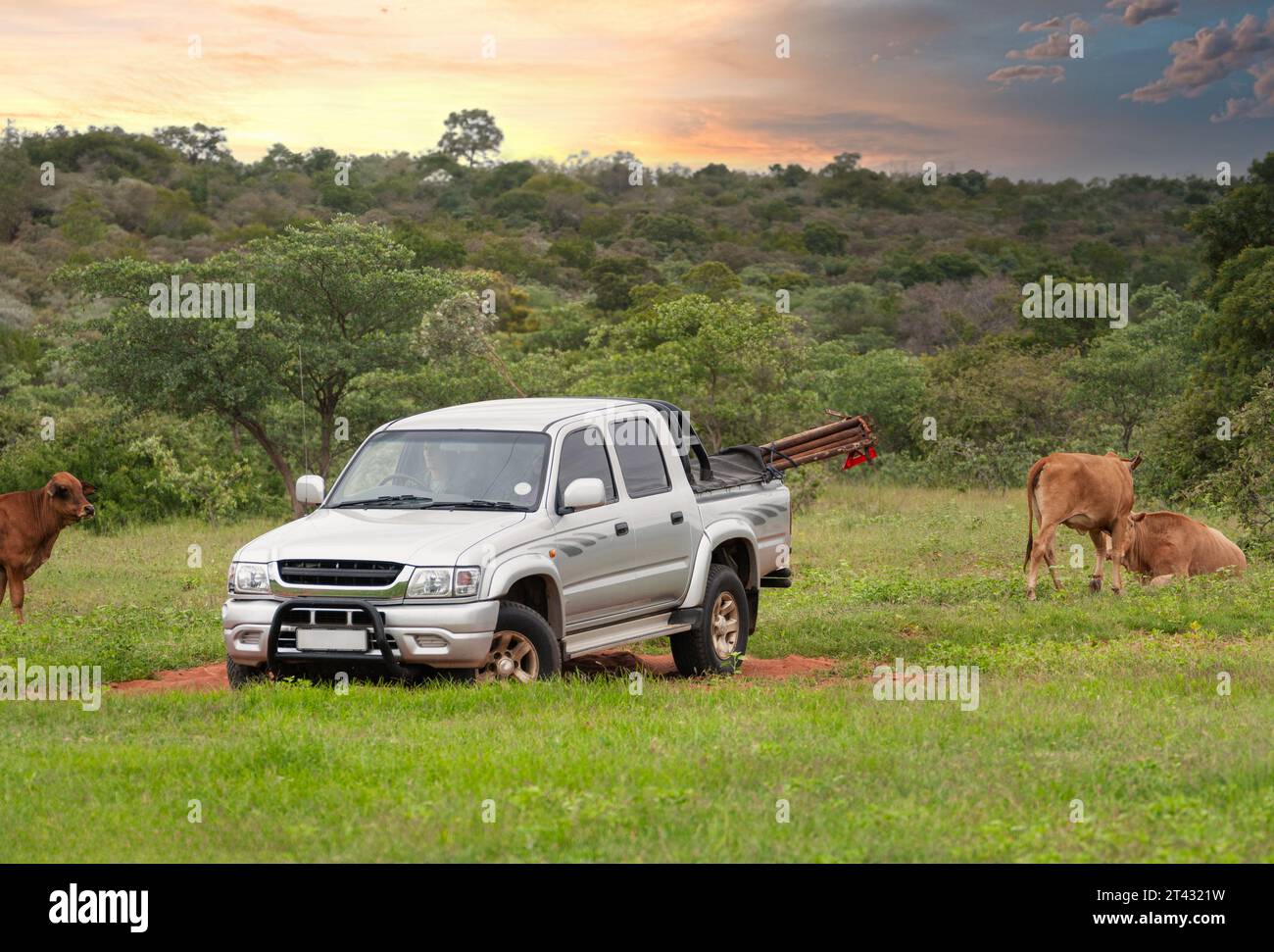 farmer with a 4x4 herding the cattle at a ranch in Australia Stock ...