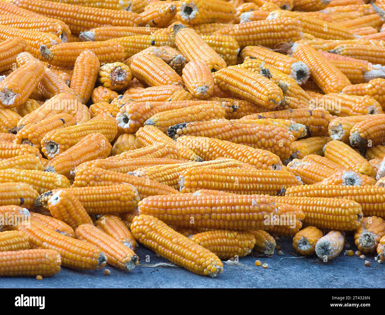 Stack of sweetcorn being dried on a roof for winter, Indian Himalayas ...