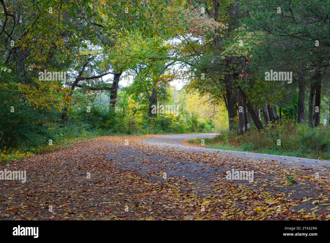 A scenic view of roadway covered in fall foliage in Arkansas Stock ...