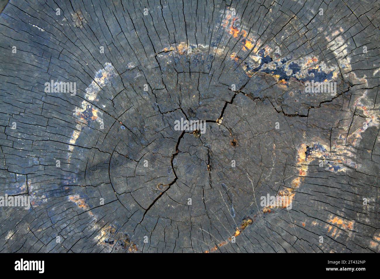 Texture trees in cross section, closeup of photo Stock Photo - Alamy