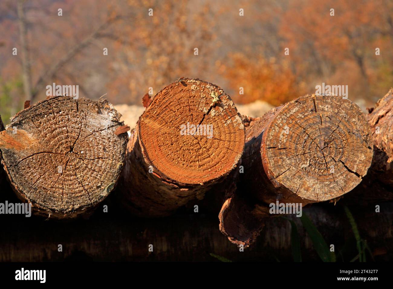 Pine cross section, closeup of photo Stock Photo - Alamy
