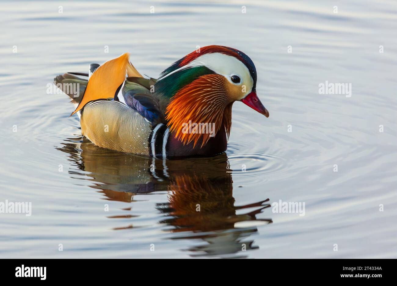 Photo mandarin duck hi-res stock photography and images - Alamy