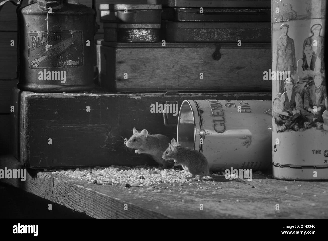 House mouse (Mus musculus), Greater Manchester, UK Stock Photo - Alamy