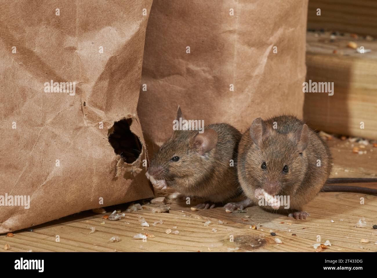 House mouse (Mus musculus), Greater Manchester, UK. Eating bird food ...