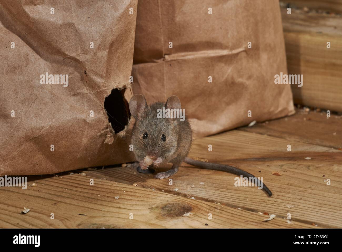 House mouse (Mus musculus), Greater Manchester, UK. Eating bird food ...
