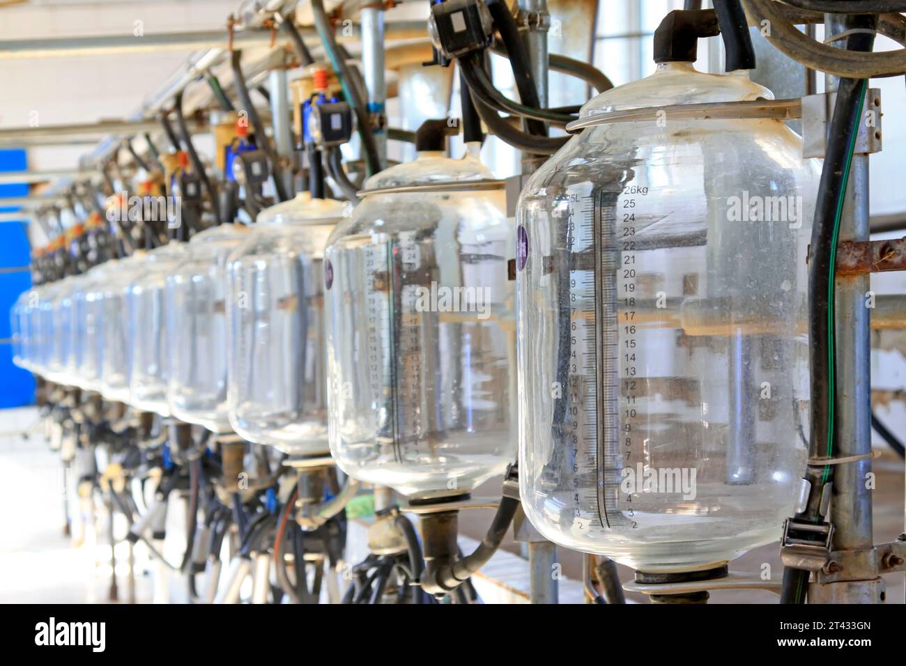 mechanized milking pipes in the dairy farms, closeup of photo Stock ...